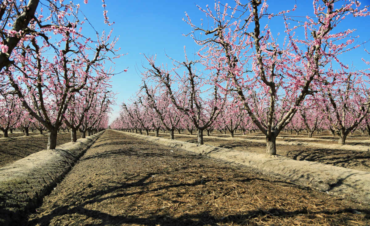 Cheap Flights From Con Dao To Fresno From | VCS - FAT | bh.wego.com